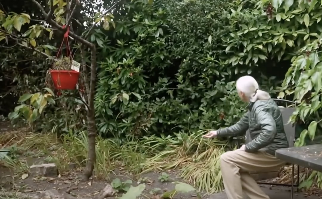 Jane Goodall's Cause of Death Revealed - Femanin